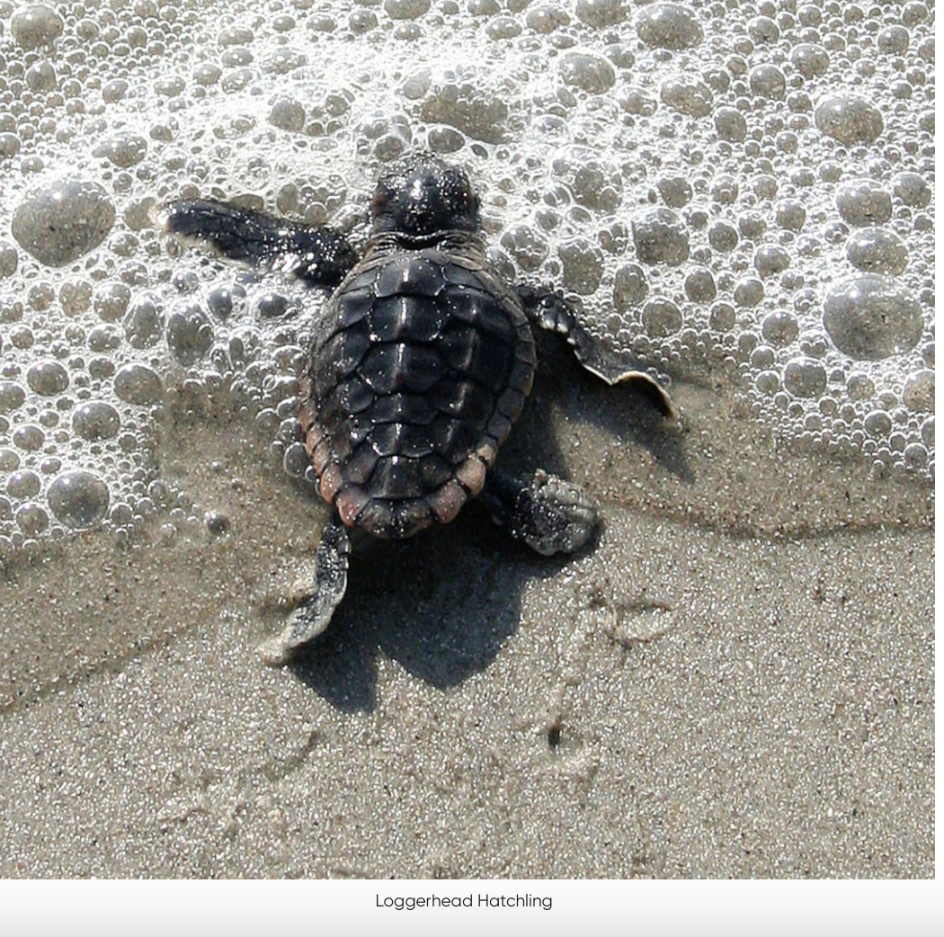 Surprising Facts About Sea Turtles – Perspectives on the Road